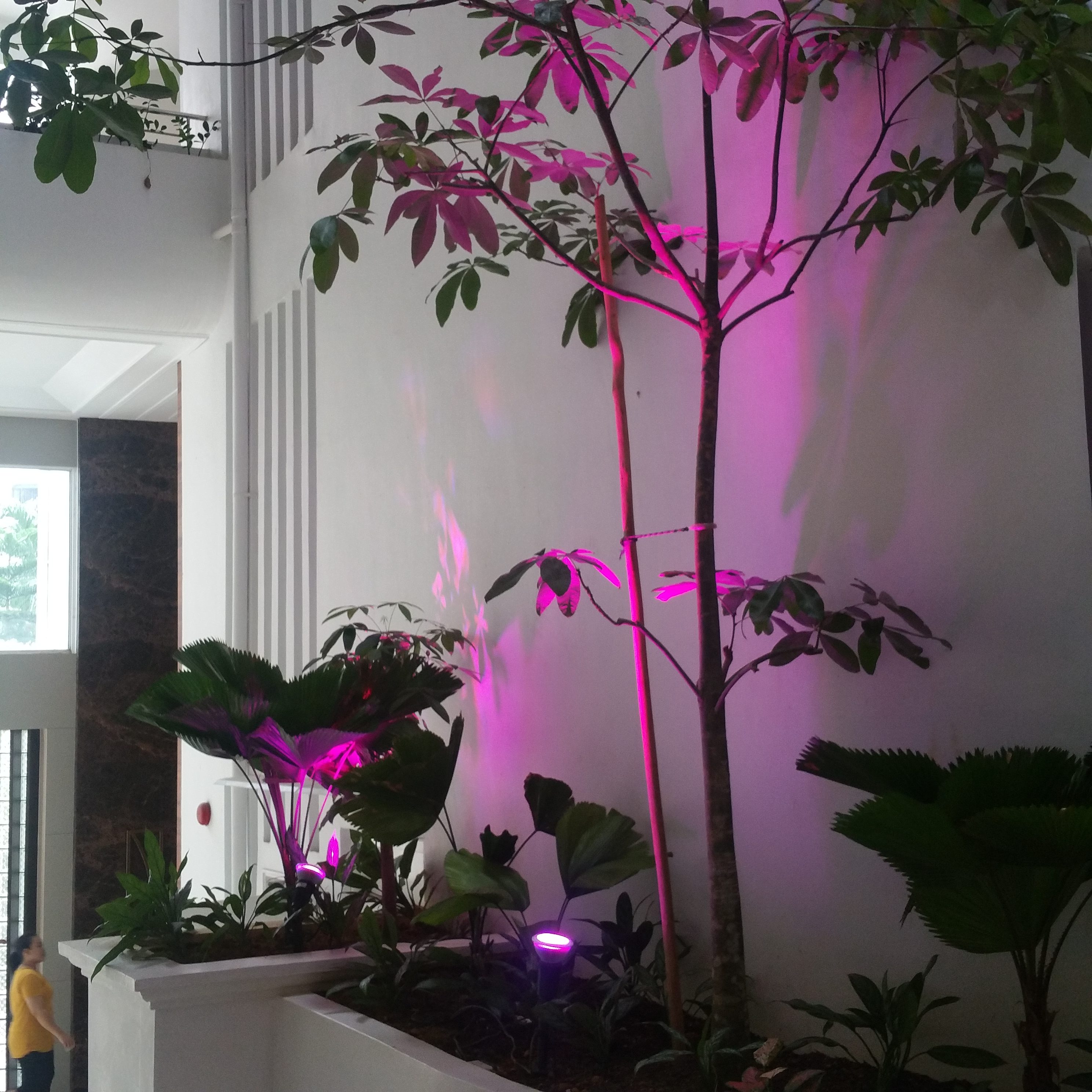 Save Your Plant – One LED Grow Bulb For Every Tree – LED Grow Light: We ...